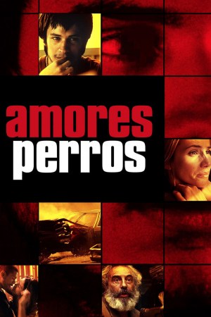 Amores perros - Película 2000 - Cine.com